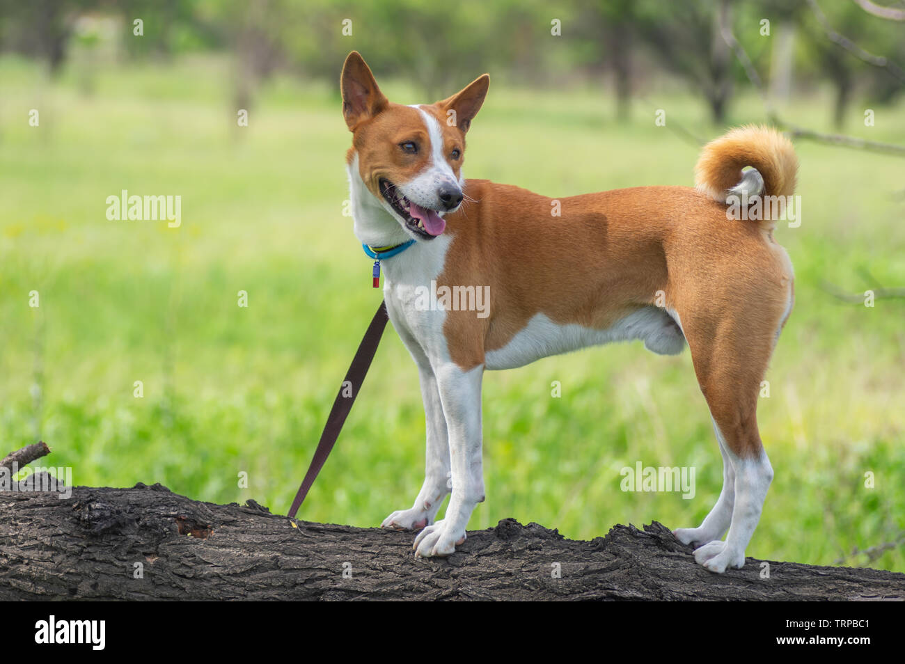 Mature Basenji dog looking around standing on a tree branch at spring ...