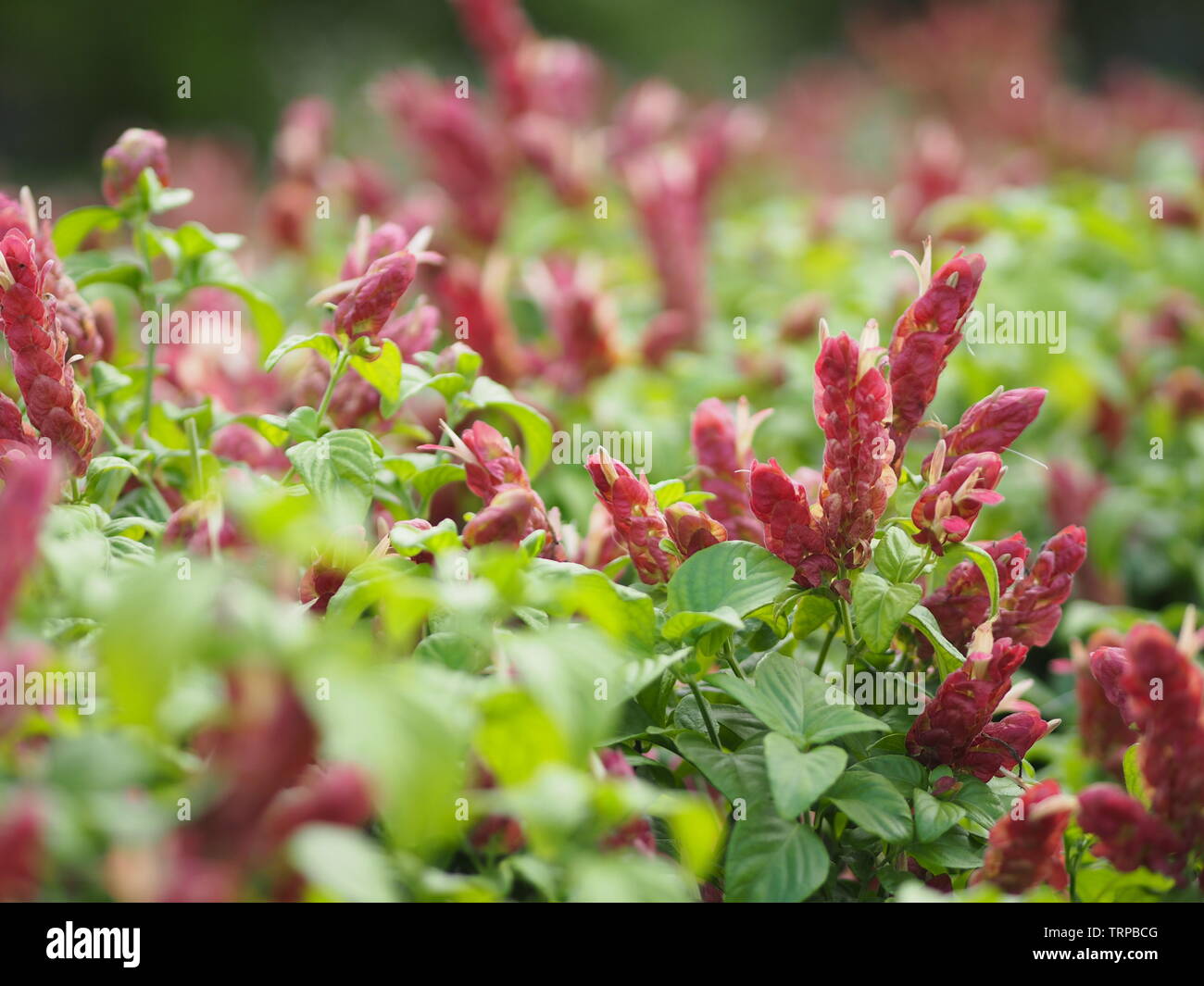 red pink flower Name Panama Queen Plant, The Orange Shrimp Plant, The ...