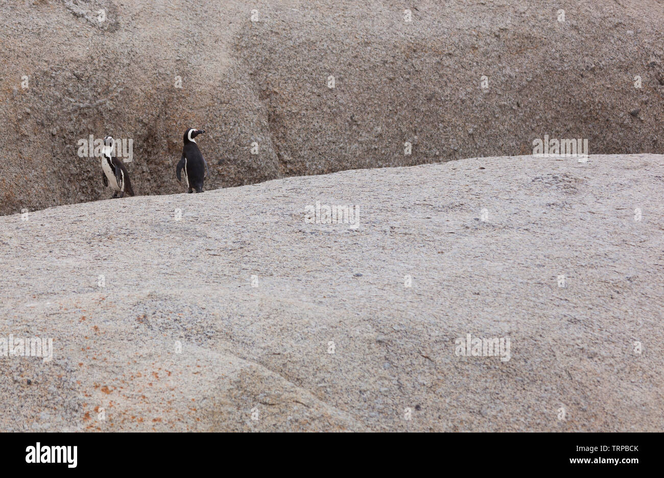 African penguin pinguino del cabo hi-res stock photography and images ...