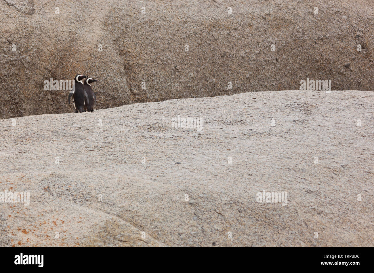 AFRICAN PENGUIN-PINGÜINO DEL CABO (Spheniscus demersus), Boulders Beach ...