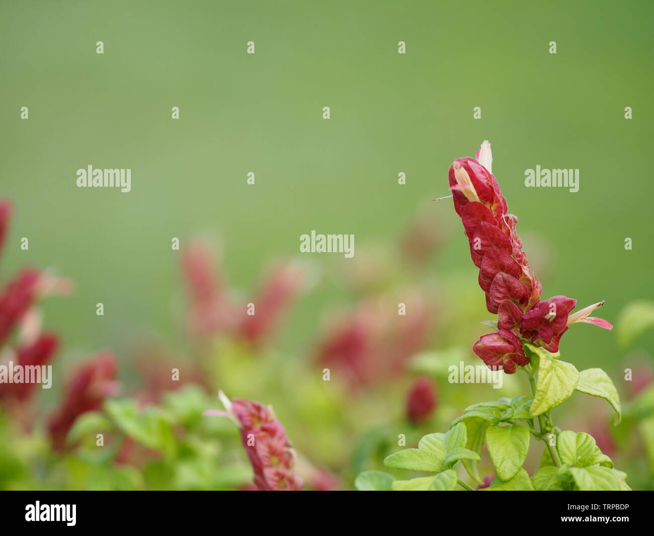 red pink flower Name Panama Queen Plant, The Orange Shrimp Plant, The ...
