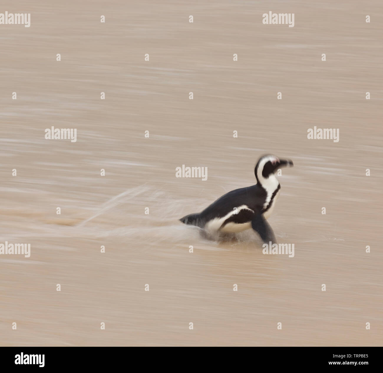 AFRICAN PENGUIN-PINGÜINO DEL CABO (Spheniscus demersus), Boulders Beach ...