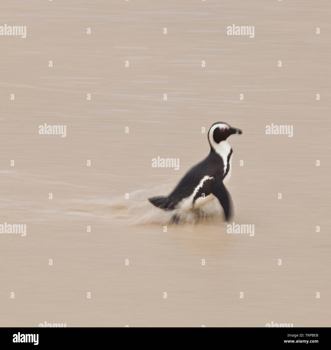 AFRICAN PENGUIN-PINGÜINO DEL CABO (Spheniscus demersus), Boulders Beach ...