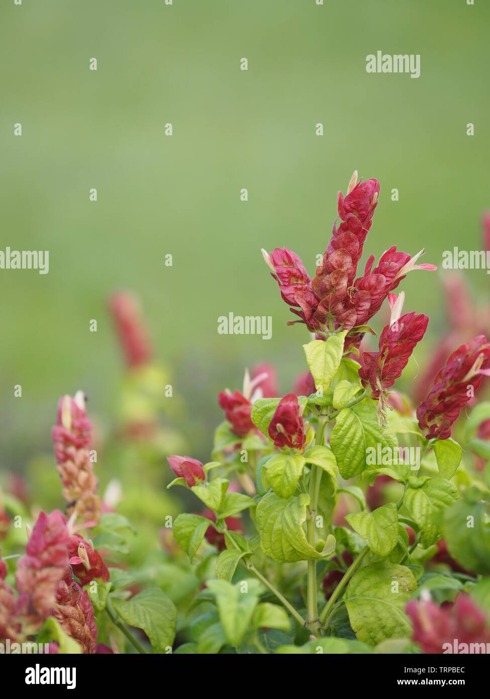 red pink flower Name Panama Queen Plant, The Orange Shrimp Plant, The ...