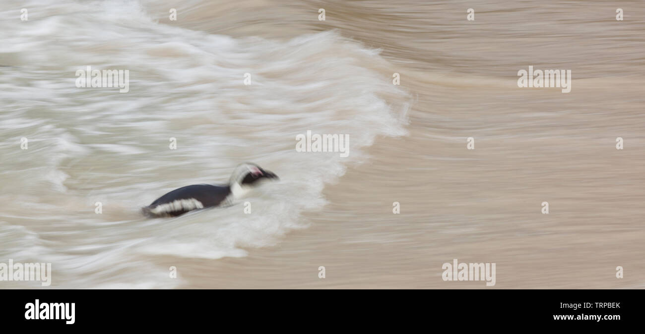 AFRICAN PENGUIN-PINGÜINO DEL CABO (Spheniscus demersus), Boulders Beach ...