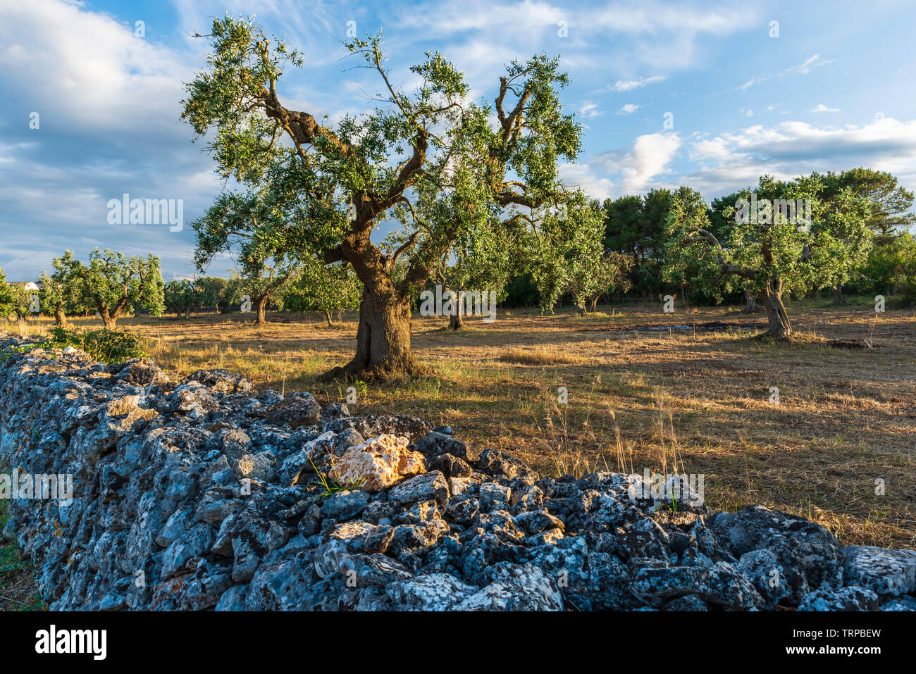 Secular olive hi-res stock photography and images - Alamy
