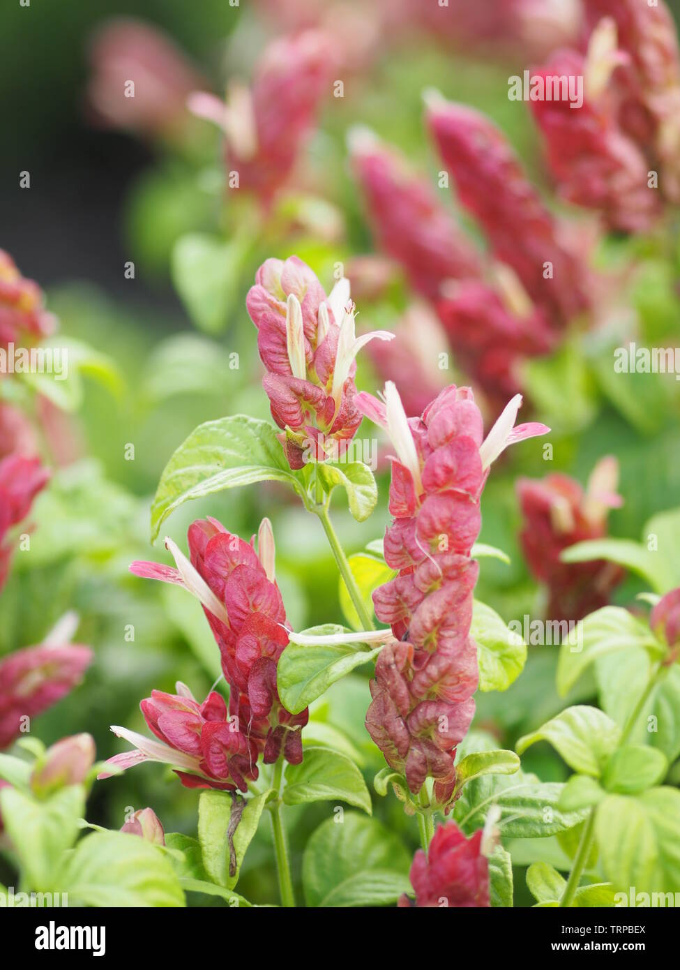 red pink flower Name Panama Queen Plant, The Orange Shrimp Plant, The ...