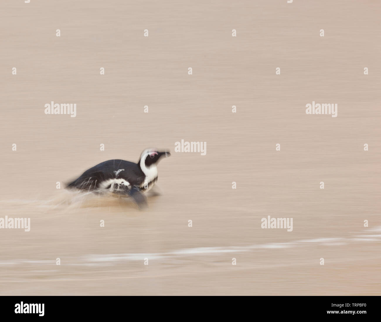 AFRICAN PENGUIN-PINGÜINO DEL CABO (Spheniscus demersus), Boulders Beach ...