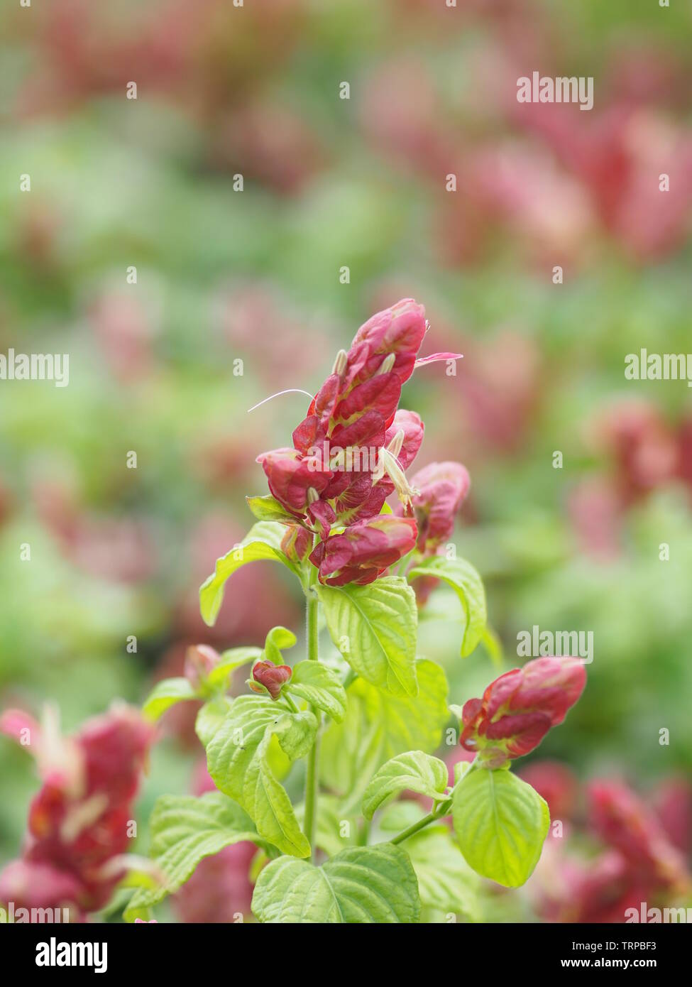 red pink flower Name Panama Queen Plant, The Orange Shrimp Plant, The ...