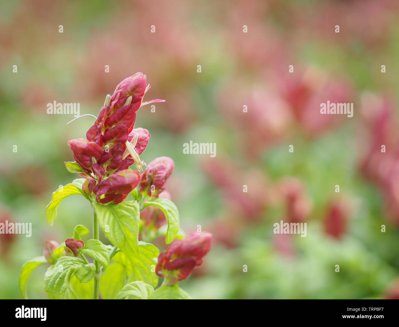 red pink flower Name Panama Queen Plant, The Orange Shrimp Plant, The ...