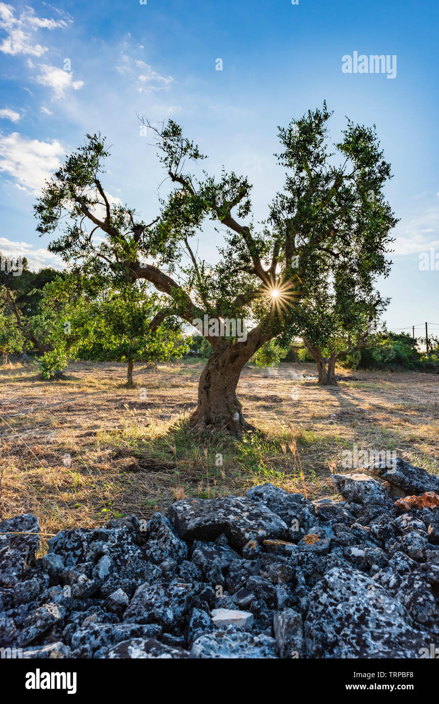 Vigorous and secular olive trees Stock Photo - Alamy