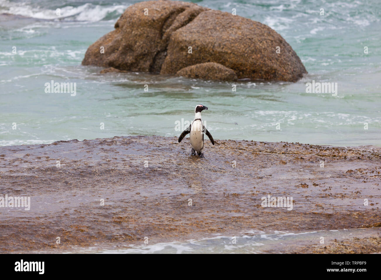 AFRICAN PENGUIN-PINGÜINO DEL CABO (Spheniscus demersus), Boulders Beach ...