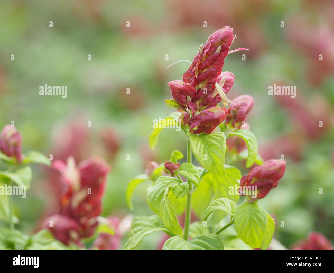 red pink flower Name Panama Queen Plant, The Orange Shrimp Plant, The ...