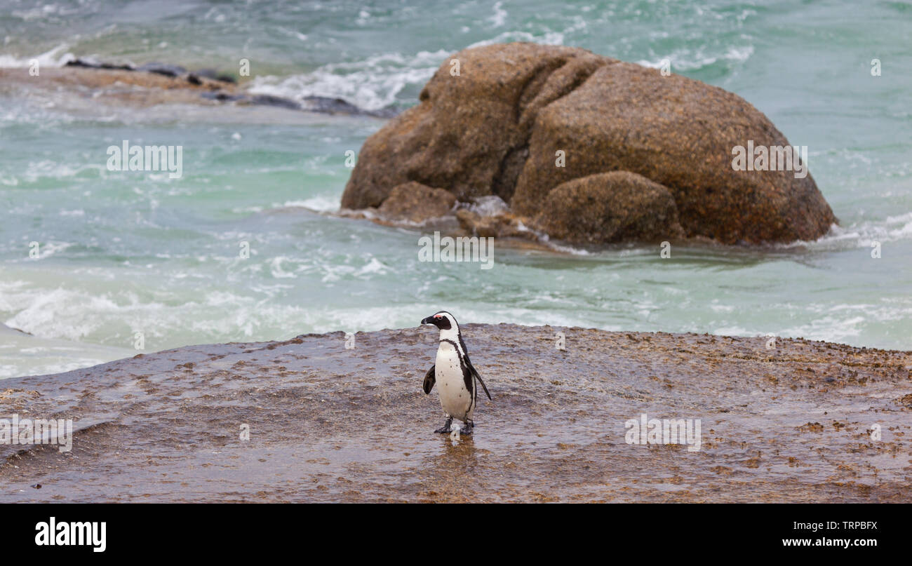 AFRICAN PENGUIN-PINGÜINO DEL CABO (Spheniscus demersus), Boulders Beach ...