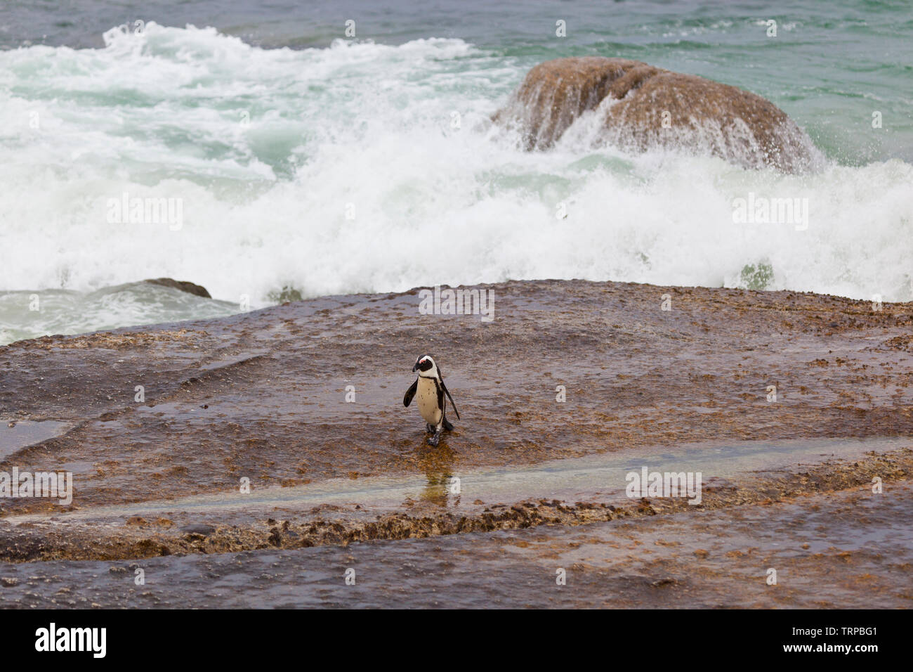 AFRICAN PENGUIN-PINGÜINO DEL CABO (Spheniscus demersus), Boulders Beach ...