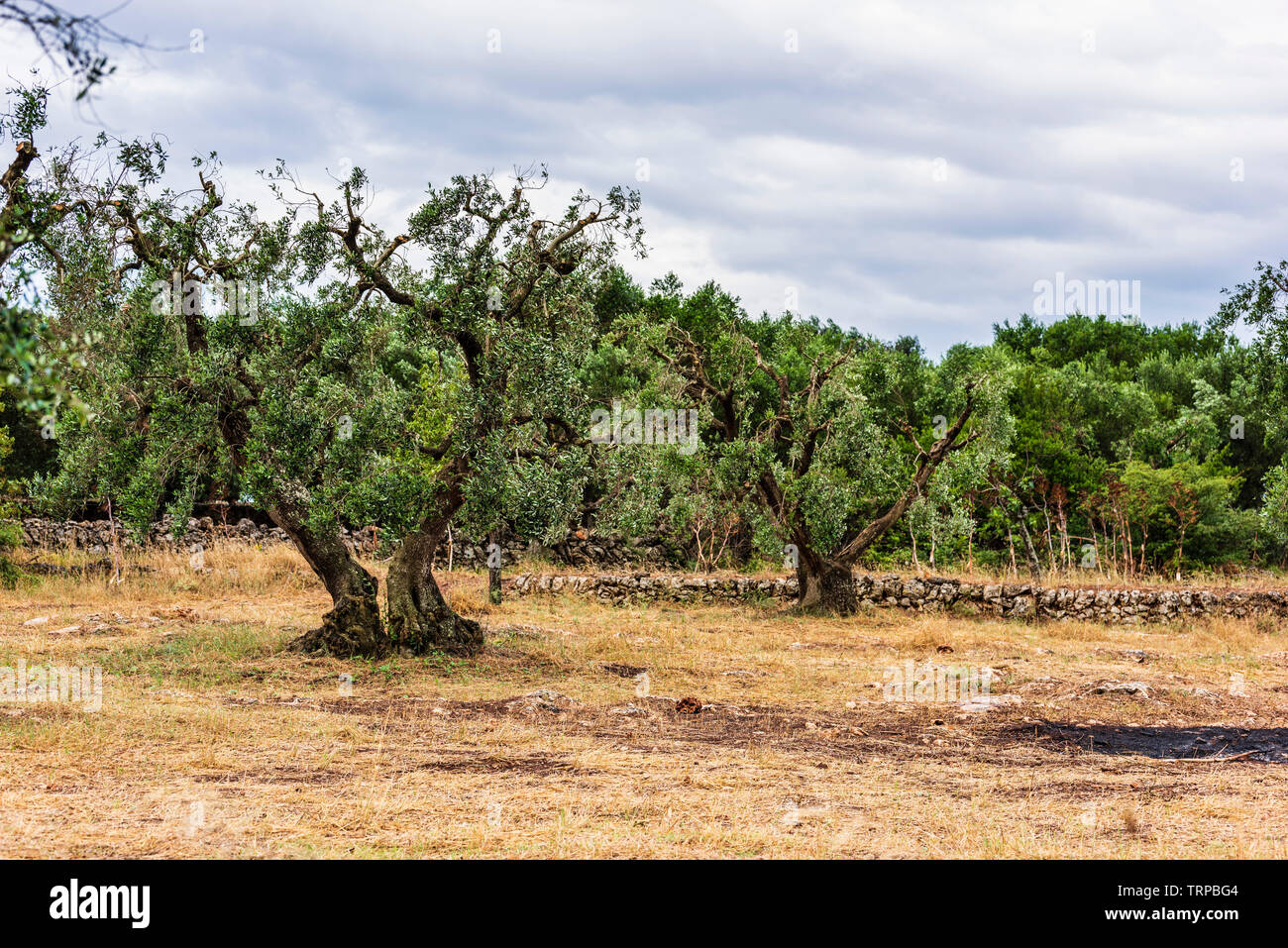 Vigorous and secular olive trees Stock Photo - Alamy