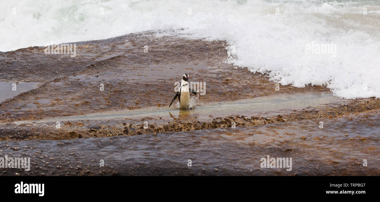AFRICAN PENGUIN-PINGÜINO DEL CABO (Spheniscus demersus), Boulders Beach ...
