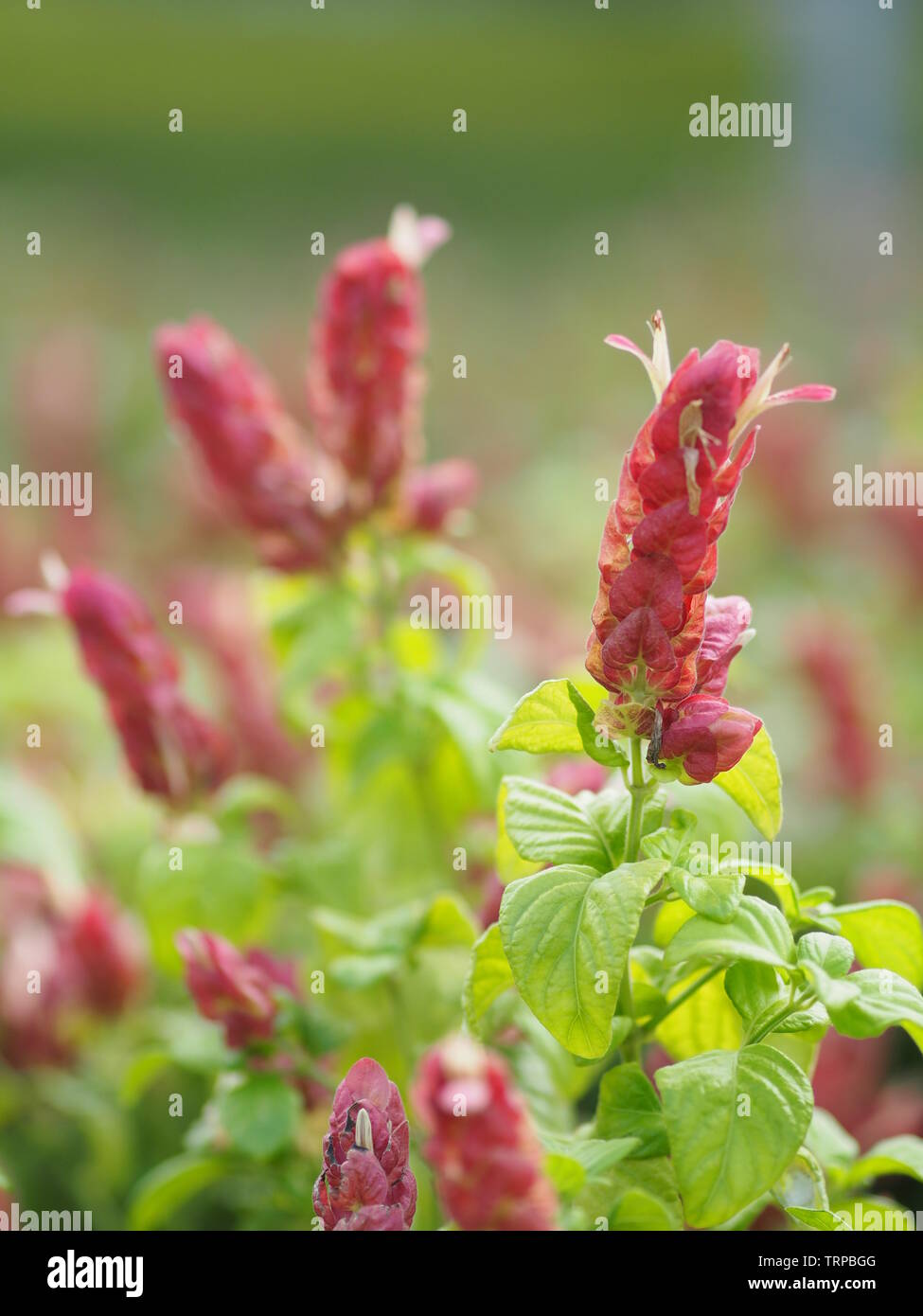 red pink flower Name Panama Queen Plant, The Orange Shrimp Plant, The ...