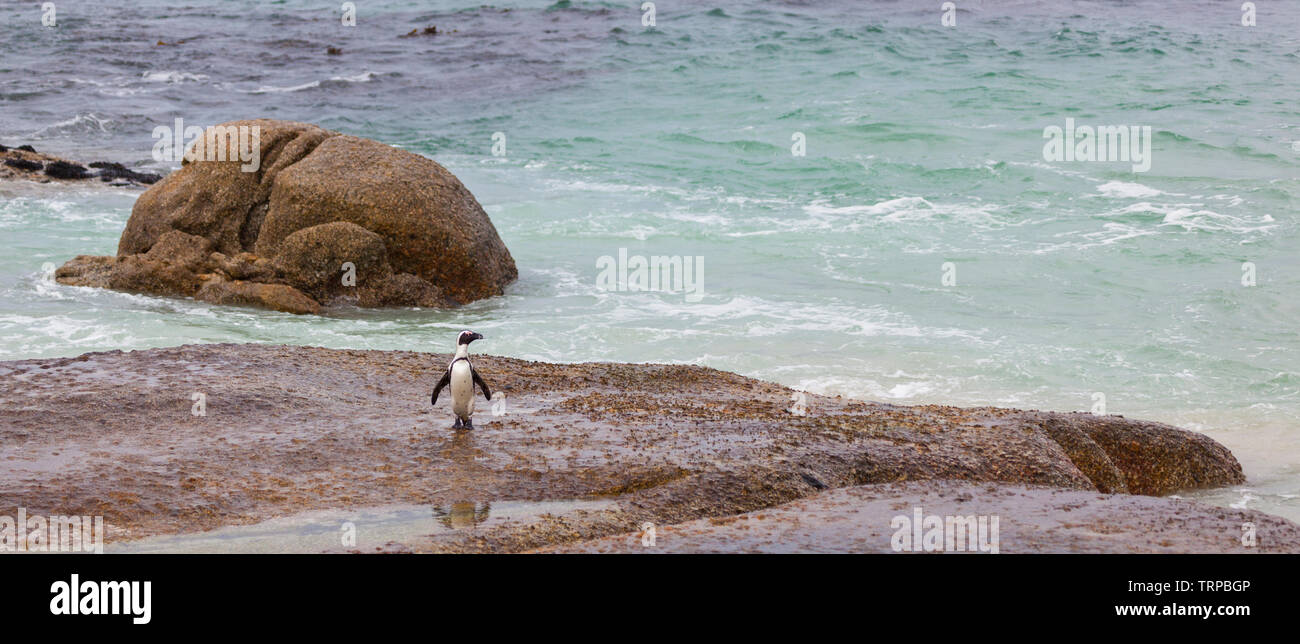 AFRICAN PENGUIN-PINGÜINO DEL CABO (Spheniscus demersus), Boulders Beach ...