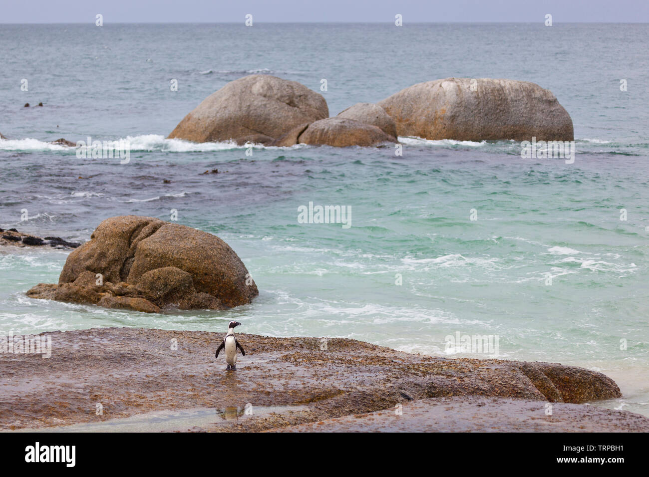 AFRICAN PENGUIN-PINGÜINO DEL CABO (Spheniscus demersus), Boulders Beach ...