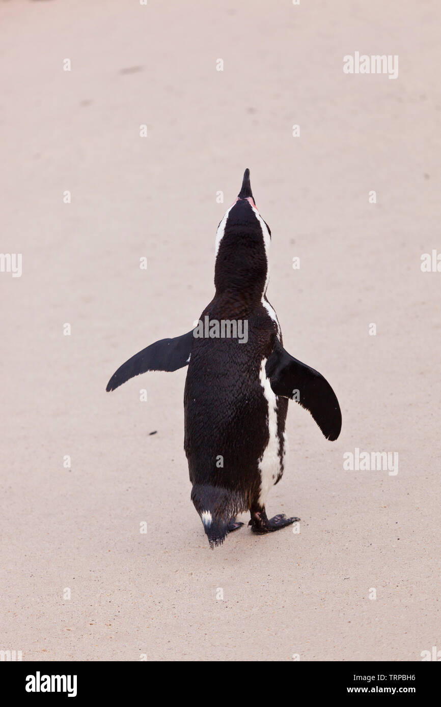 AFRICAN PENGUIN-PINGÜINO DEL CABO (Spheniscus demersus), Boulders Beach ...