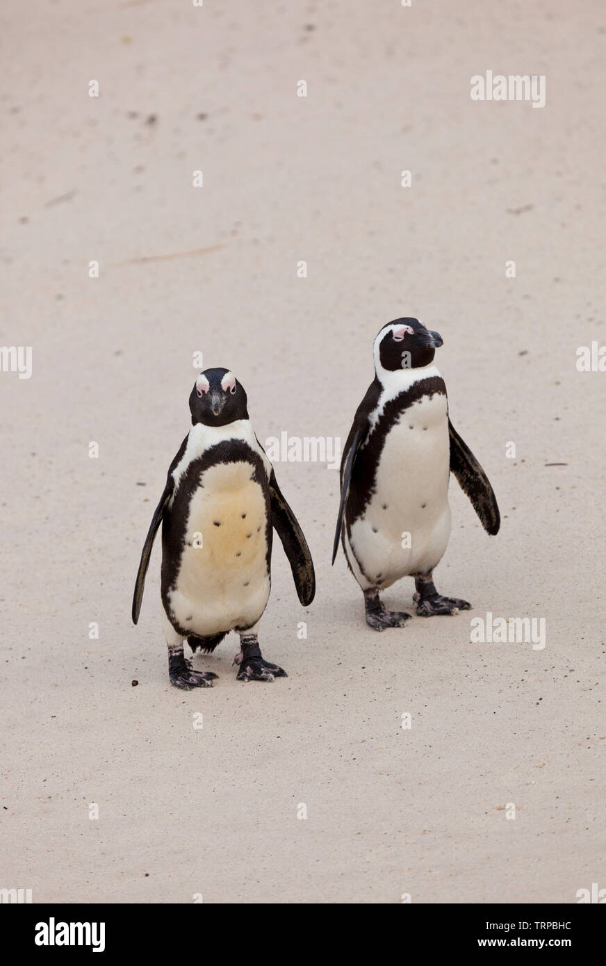 AFRICAN PENGUIN-PINGÜINO DEL CABO (Spheniscus demersus), Boulders Beach ...