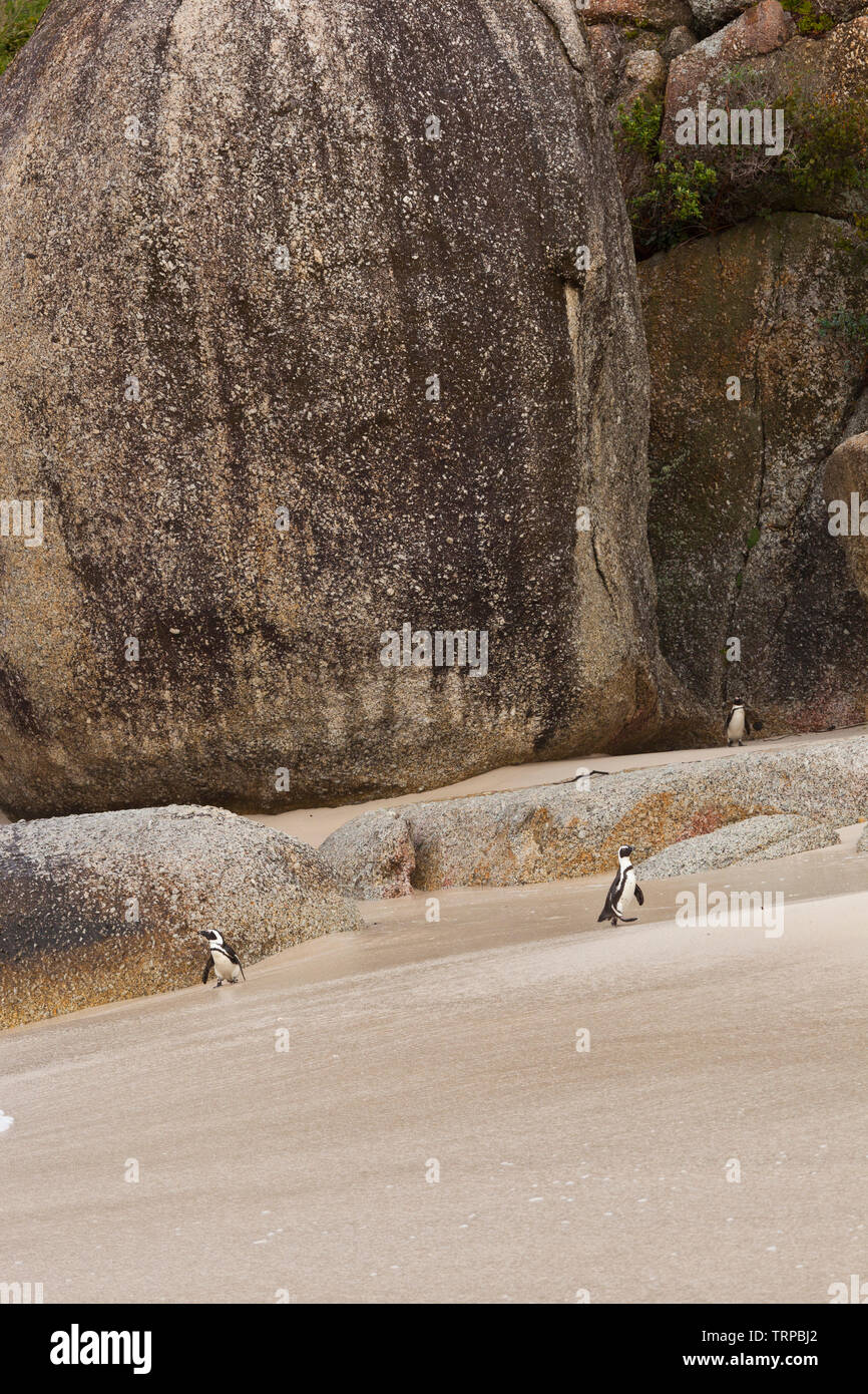 AFRICAN PENGUIN-PINGÜINO DEL CABO (Spheniscus demersus), Boulders Beach ...