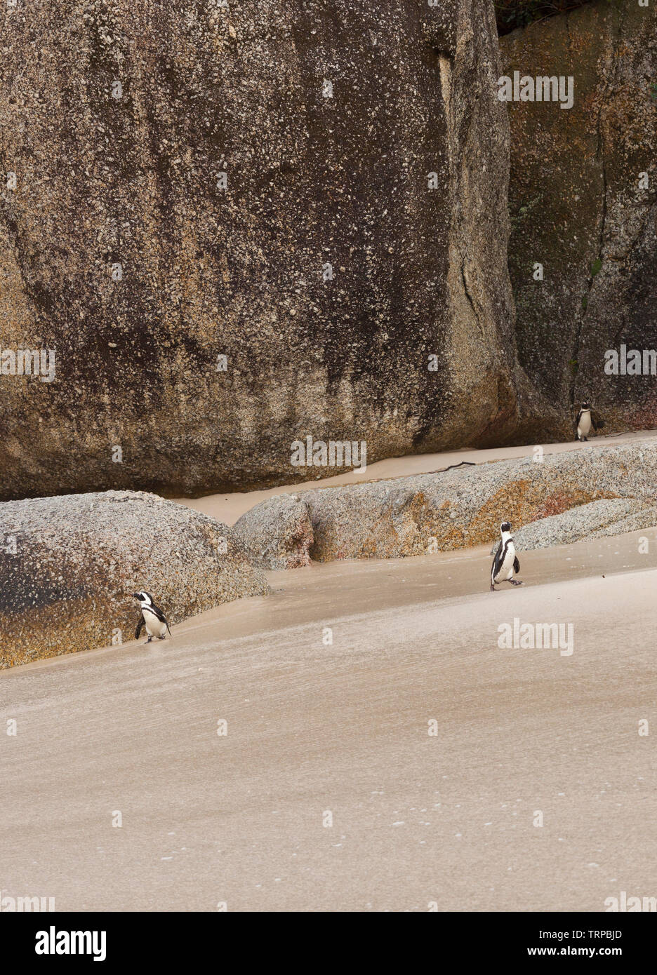 AFRICAN PENGUIN-PINGÜINO DEL CABO (Spheniscus demersus), Boulders Beach ...