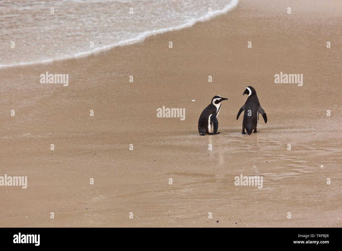 AFRICAN PENGUIN-PINGÜINO DEL CABO (Spheniscus demersus), Boulders Beach ...