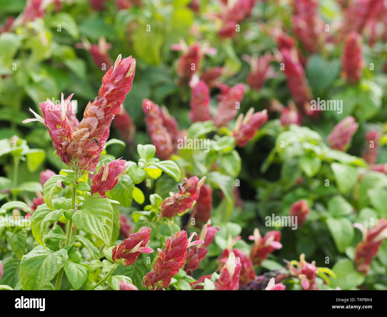 red pink flower Name Panama Queen Plant, The Orange Shrimp Plant, The ...