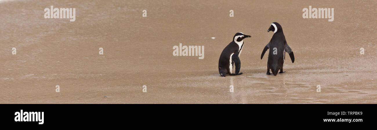 African penguin pinguino del cabo hi-res stock photography and images ...