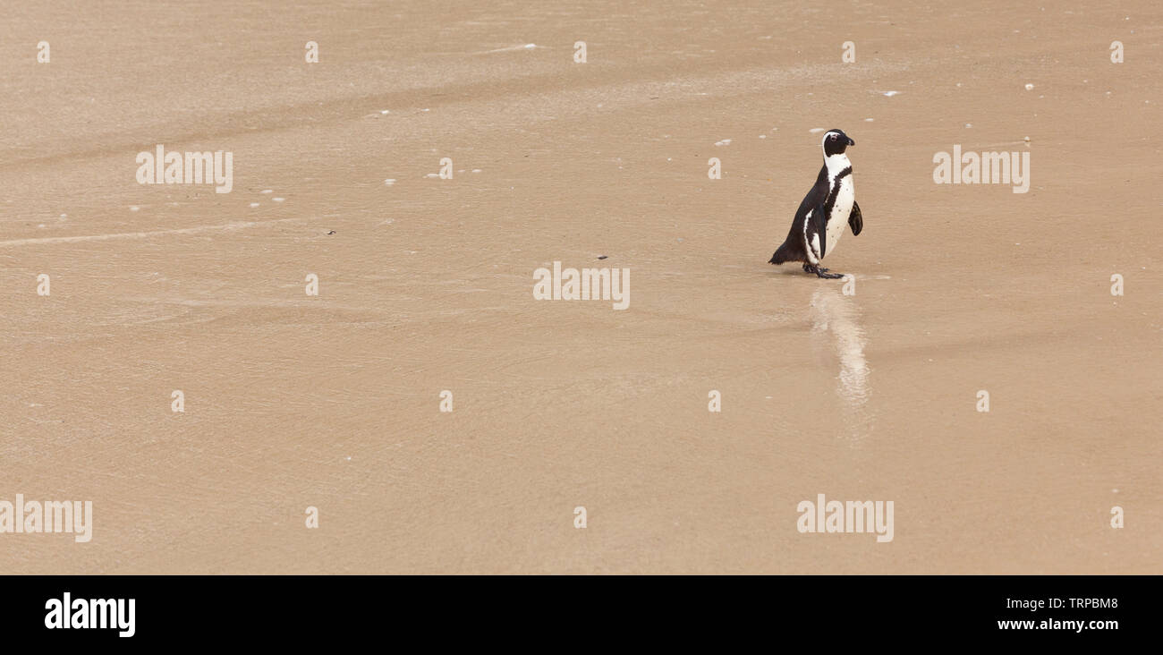 AFRICAN PENGUIN-PINGÜINO DEL CABO (Spheniscus demersus), Boulders Beach ...