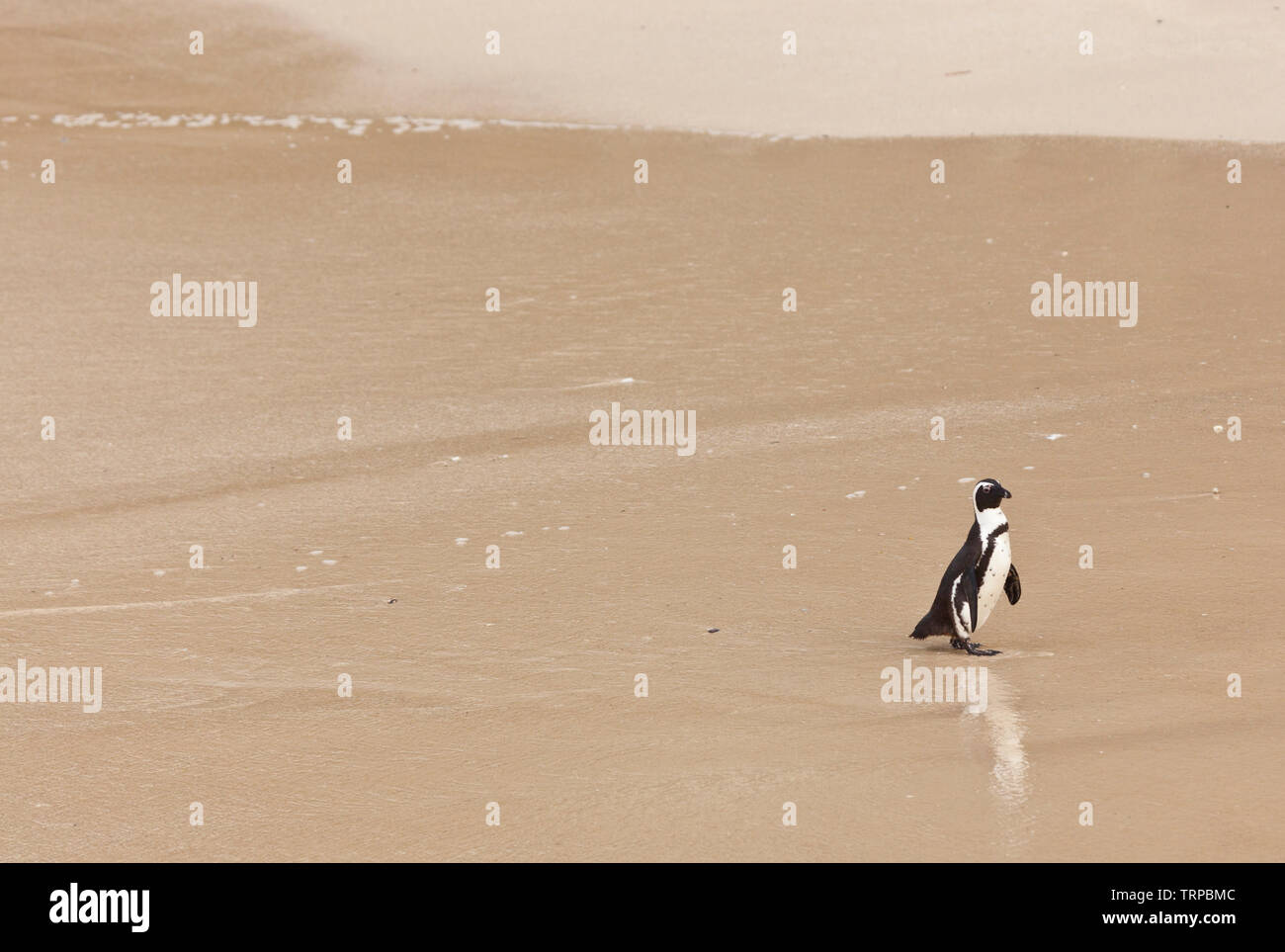 AFRICAN PENGUIN-PINGÜINO DEL CABO (Spheniscus demersus), Boulders Beach ...