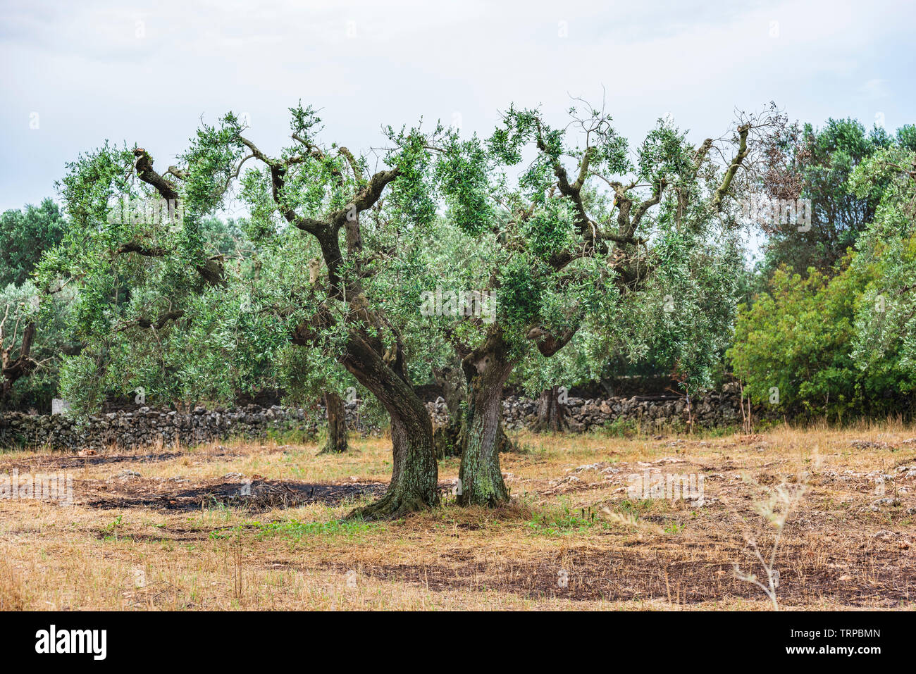 Vigorous and secular olive trees Stock Photo - Alamy