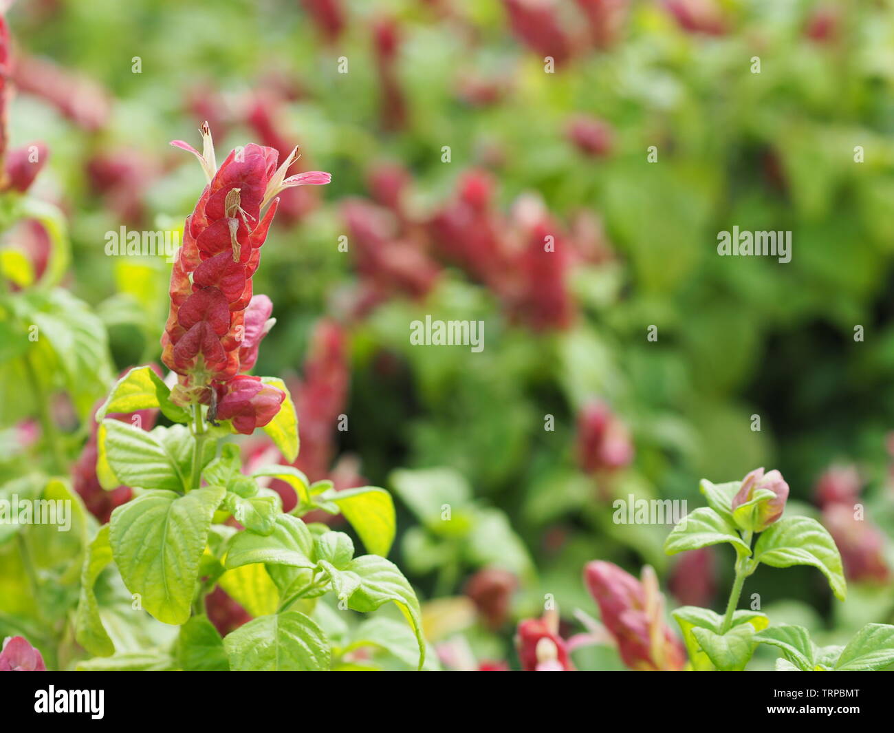 red pink flower Name Panama Queen Plant, The Orange Shrimp Plant, The ...