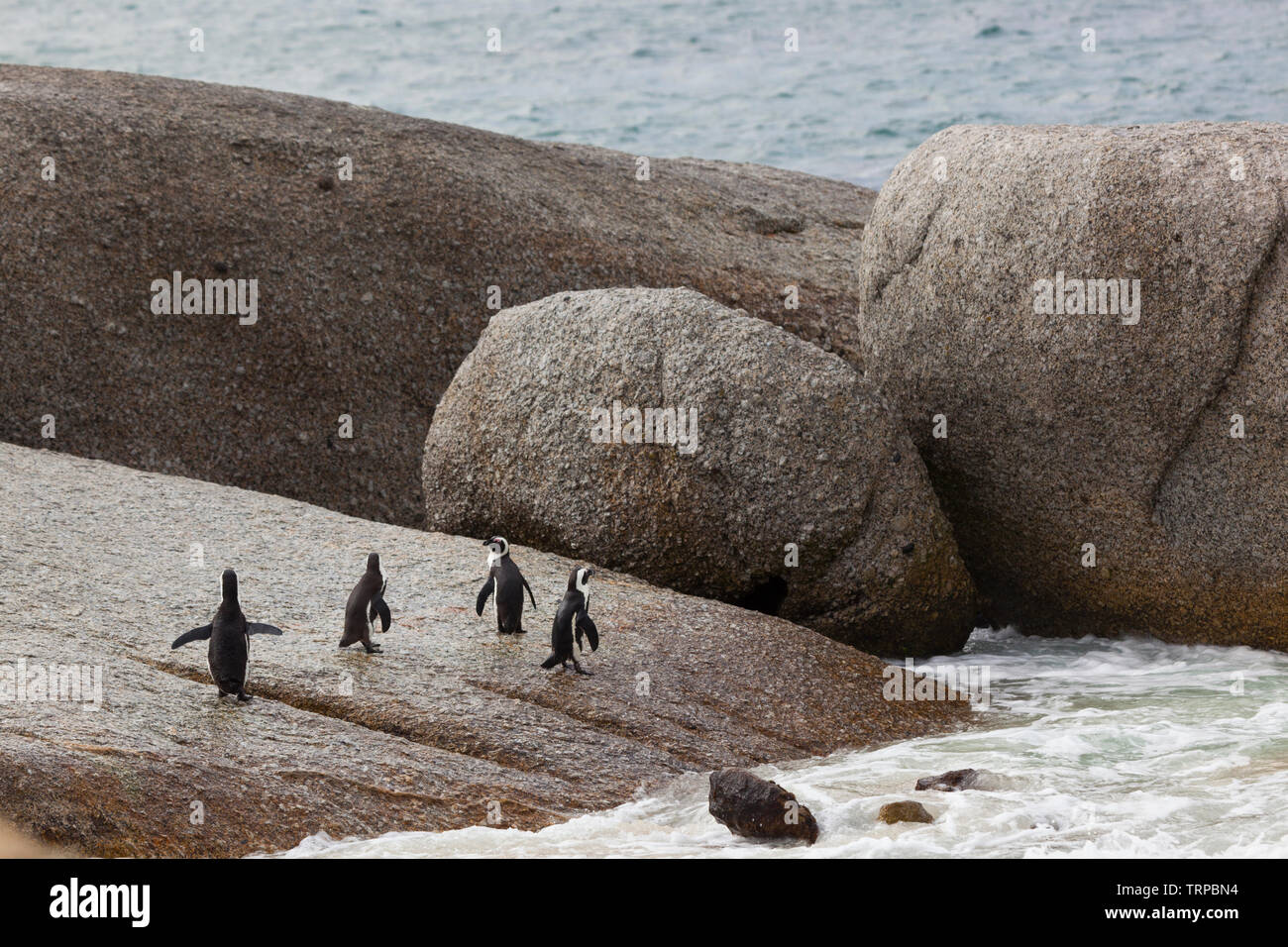 African penguin pinguino del cabo hi-res stock photography and images ...