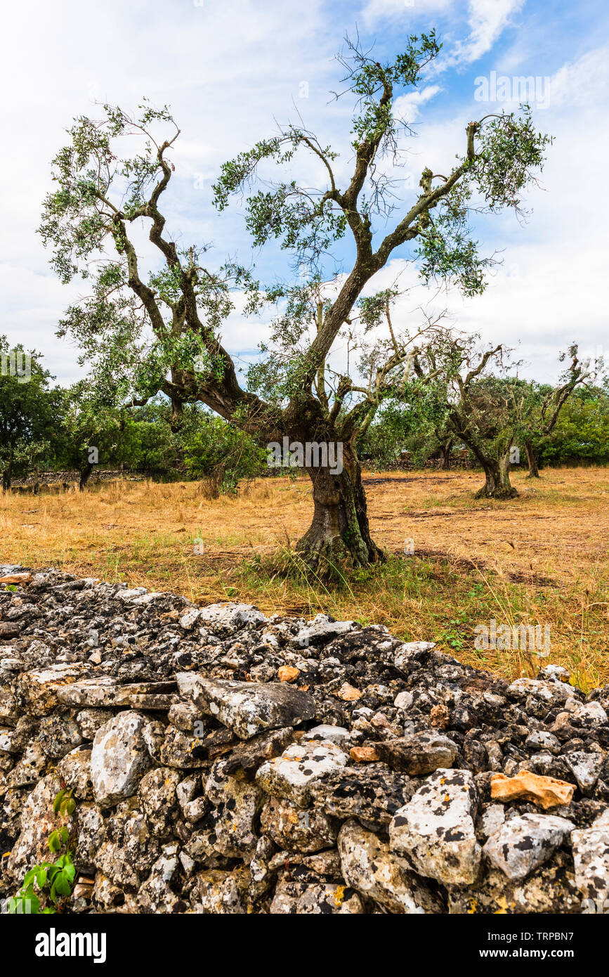 Vigorous and secular olive trees Stock Photo - Alamy