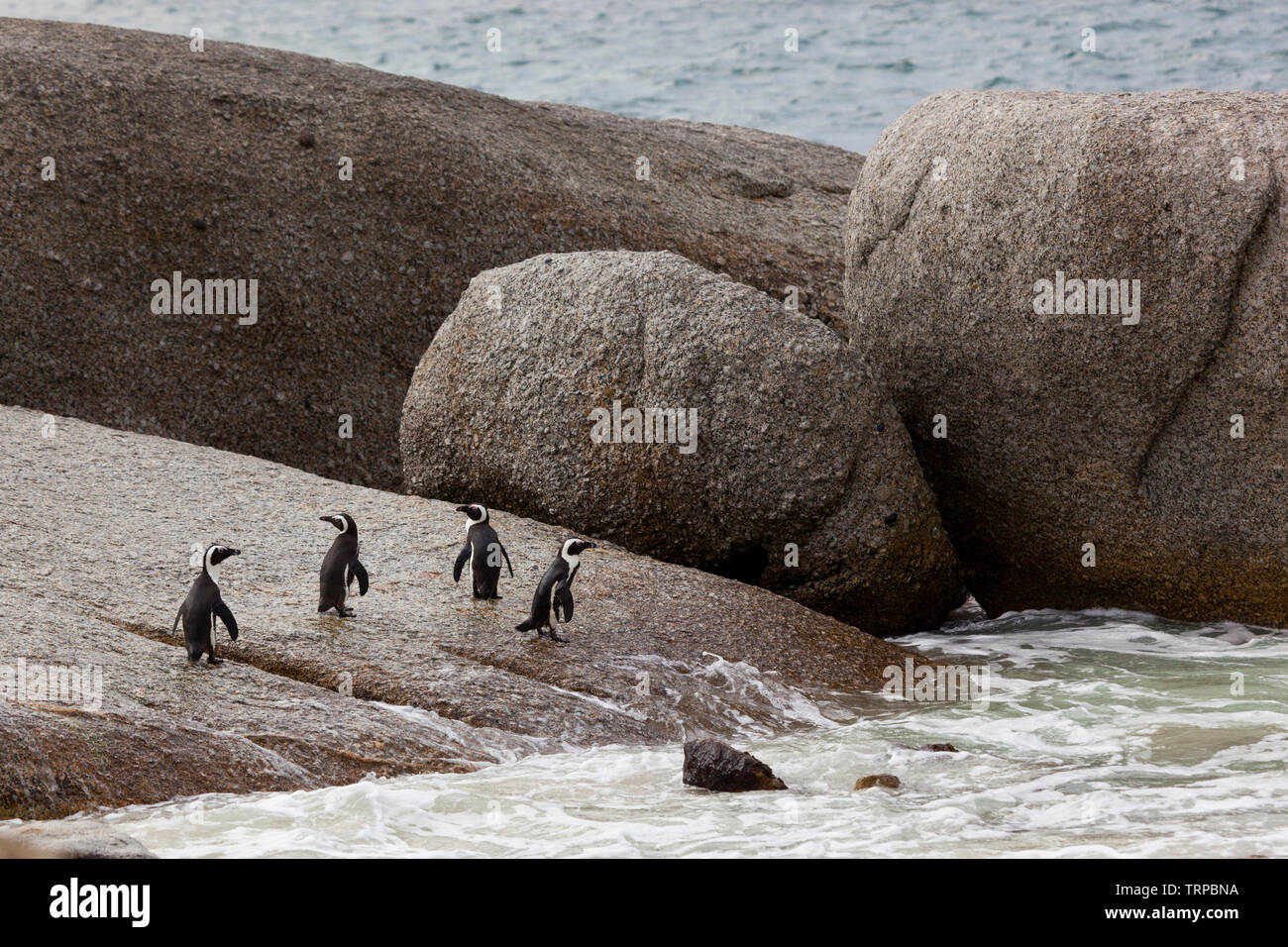 AFRICAN PENGUIN-PINGÜINO DEL CABO (Spheniscus demersus), Boulders Beach ...