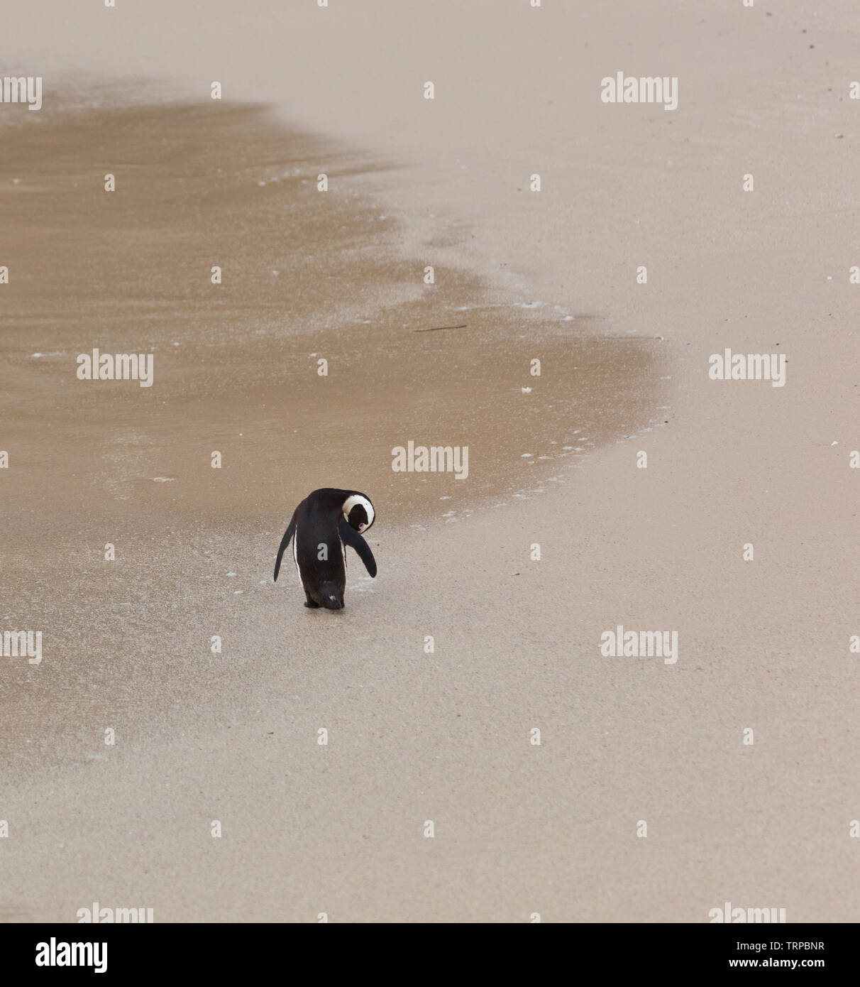 AFRICAN PENGUIN-PINGÜINO DEL CABO (Spheniscus demersus), Boulders Beach ...