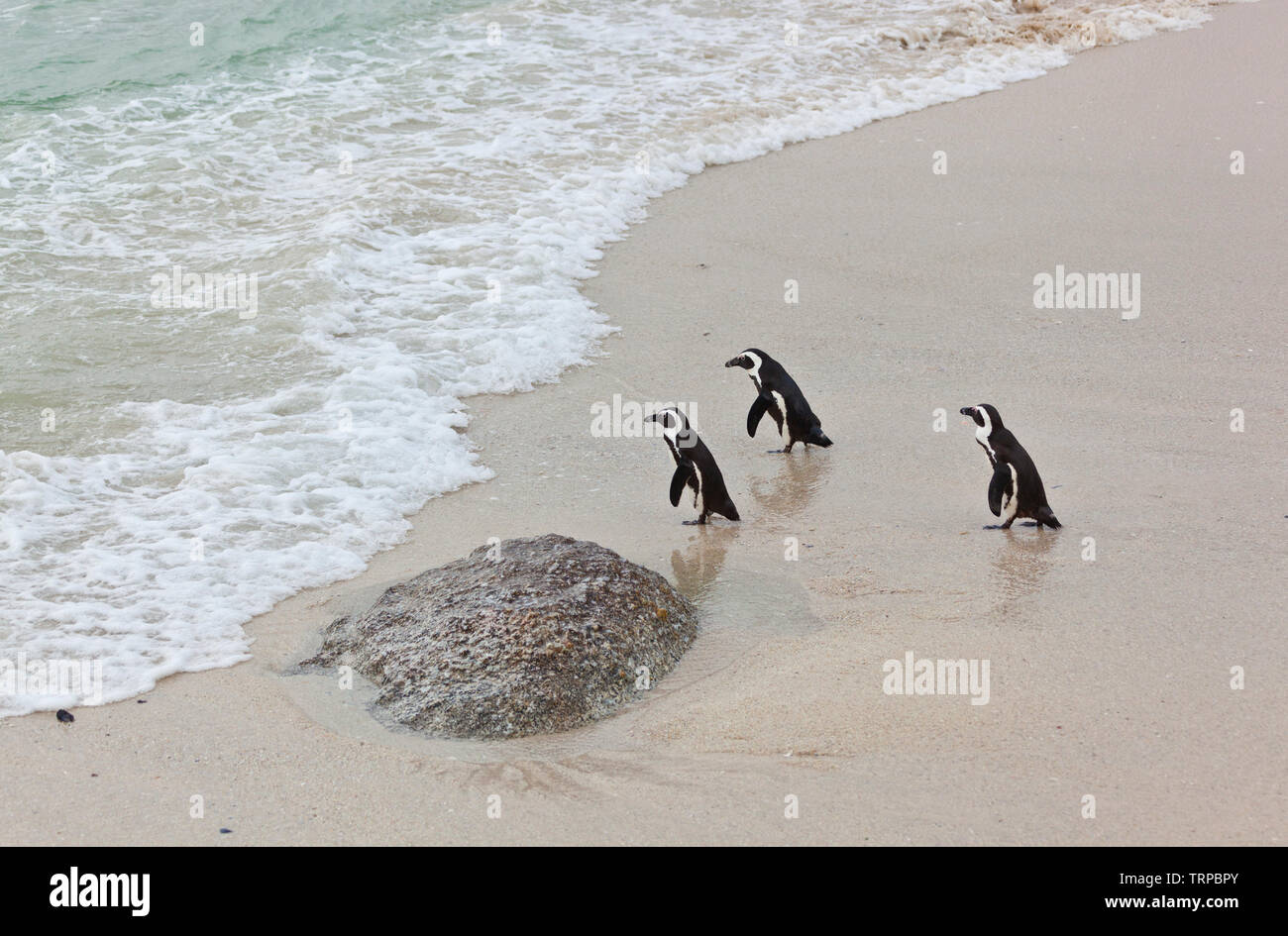 African penguin pinguino del cabo hi-res stock photography and images ...