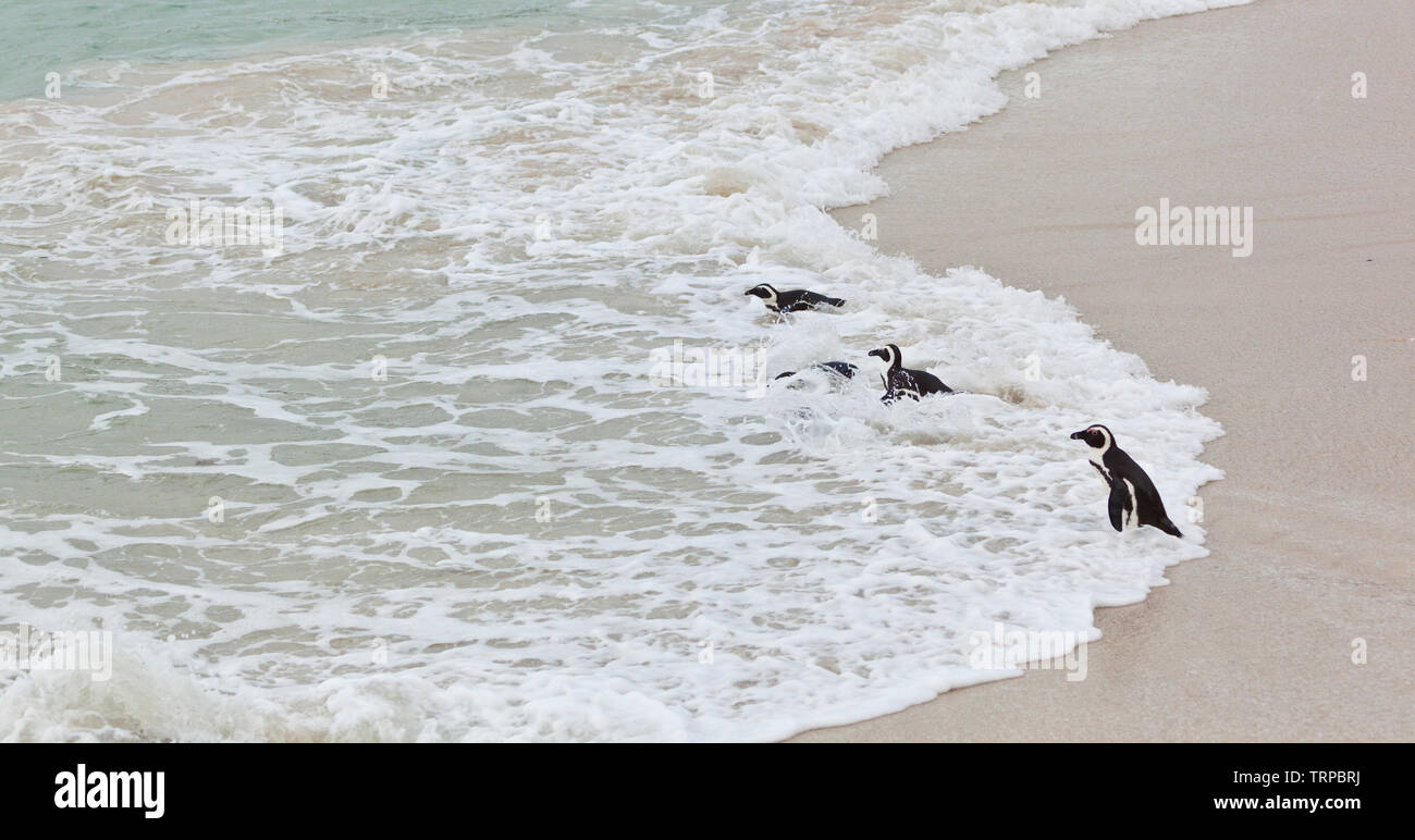 African penguin pinguino del cabo hi-res stock photography and images ...