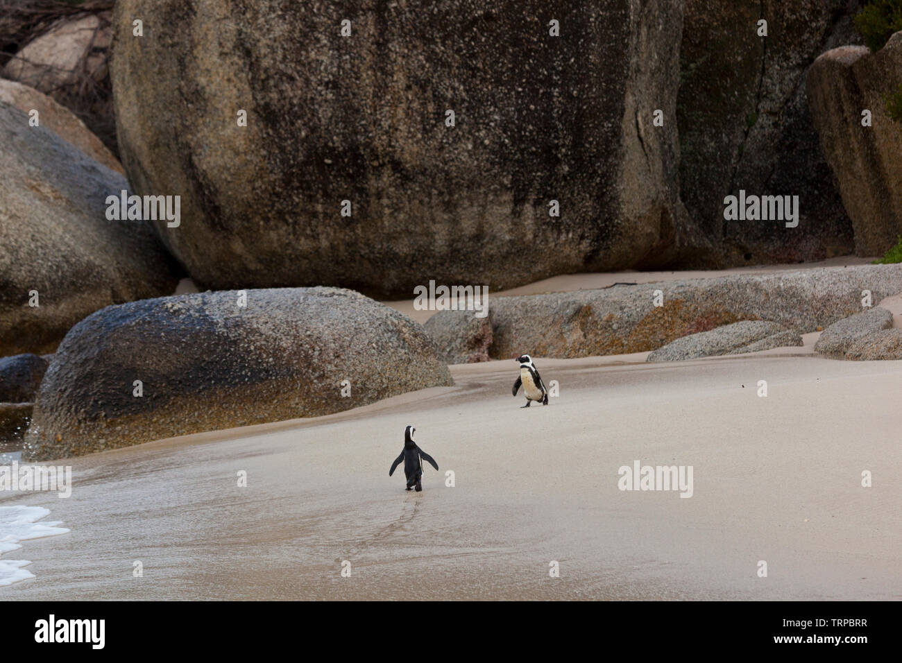 African penguin pinguino del cabo hi-res stock photography and images ...