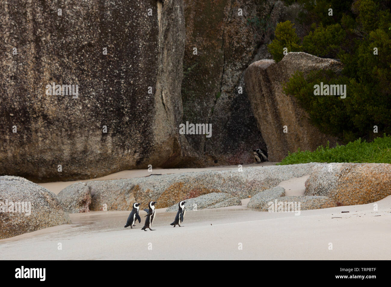AFRICAN PENGUIN-PINGÜINO DEL CABO (Spheniscus demersus), Boulders Beach ...