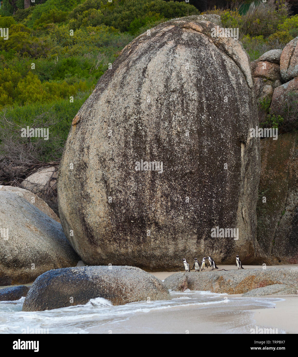 AFRICAN PENGUIN-PINGÜINO DEL CABO (Spheniscus demersus), Boulders Beach ...
