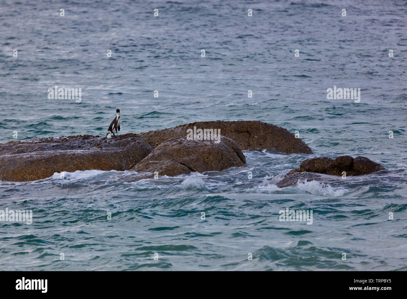 AFRICAN PENGUIN-PINGÜINO DEL CABO (Spheniscus demersus), Boulders Beach ...