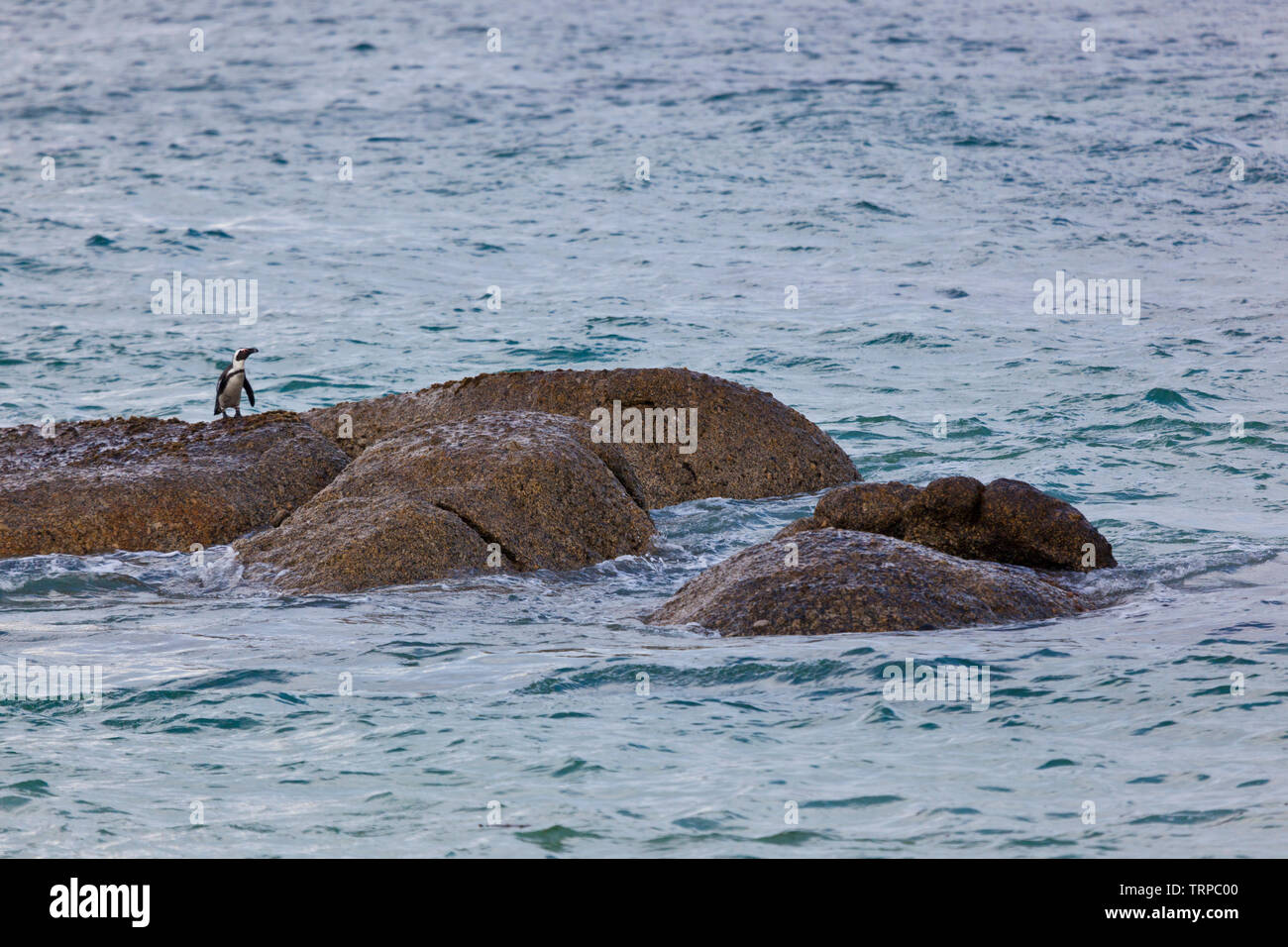 AFRICAN PENGUIN-PINGÜINO DEL CABO (Spheniscus demersus), Boulders Beach ...