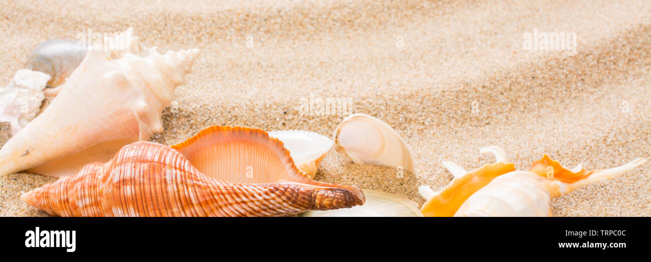 Seashell on the beach. Summer background with hot sand, for banner ...