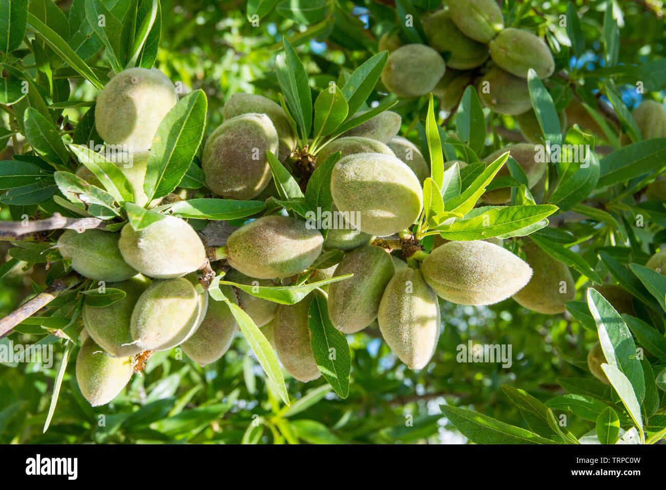 Unripe almond on the branch of the tree in Sicily, Italy Stock Photo ...