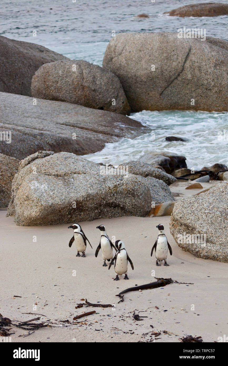 AFRICAN PENGUIN-PINGÜINO DEL CABO (Spheniscus demersus), Boulders Beach ...