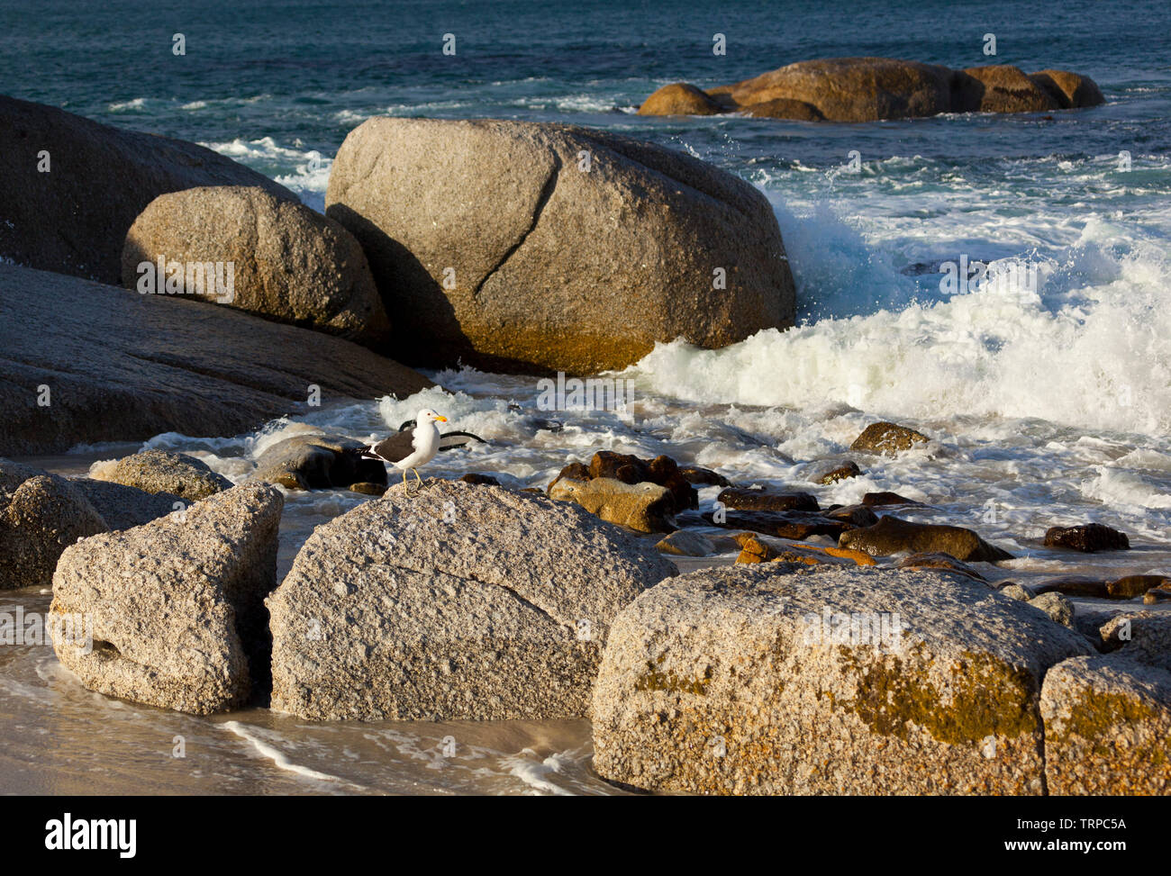 AFRICAN PENGUIN-PINGÜINO DEL CABO (Spheniscus demersus), Boulders Beach ...